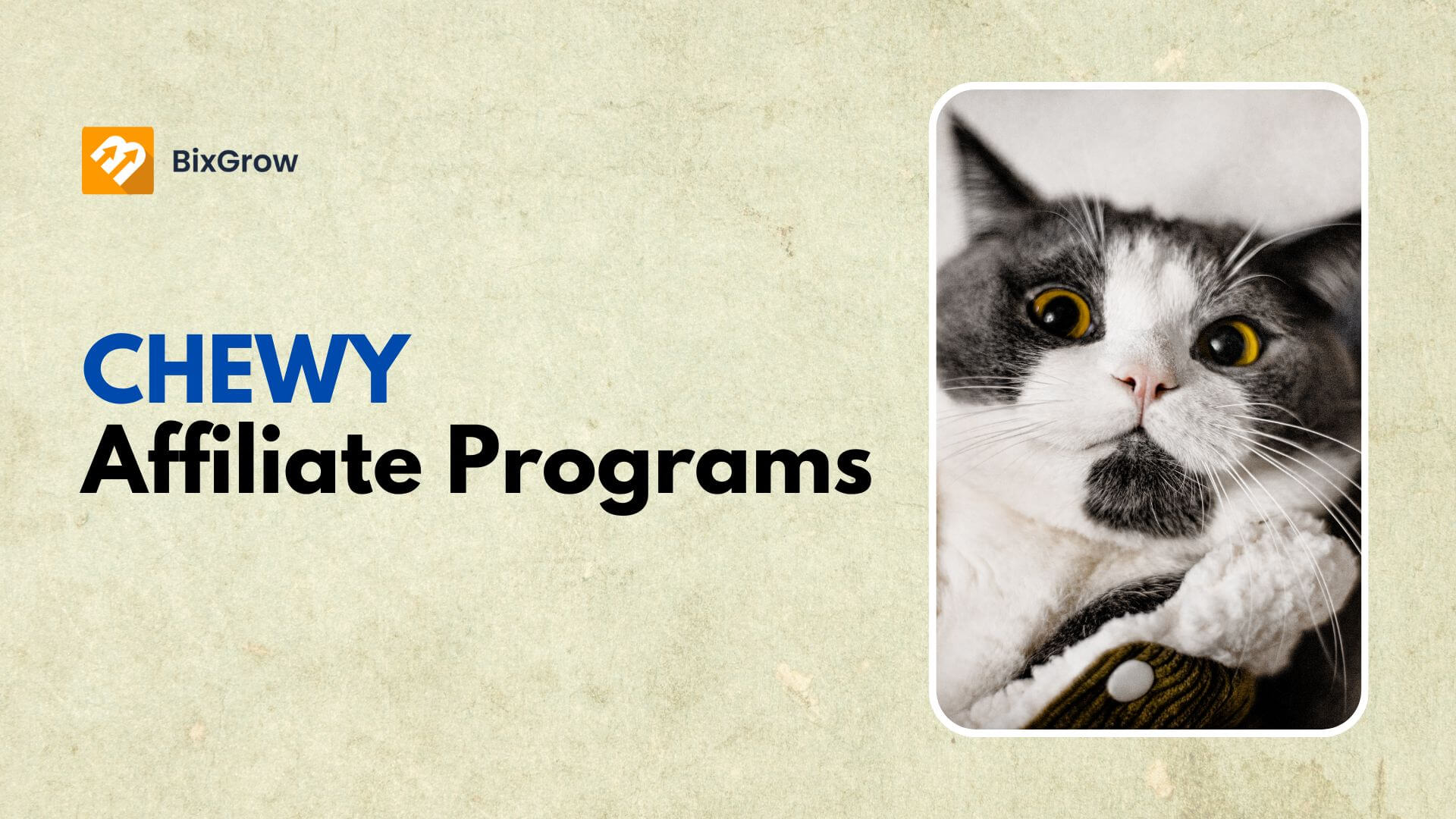 Chewy Affiliate Program: A Comprehensive review – BixGrow – Affiliate ...